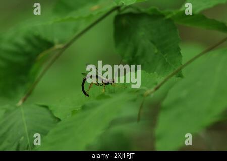 Norton's Giant Ichneumonid Wasp (Megarhyssa nortoni) Insecta Stock ...