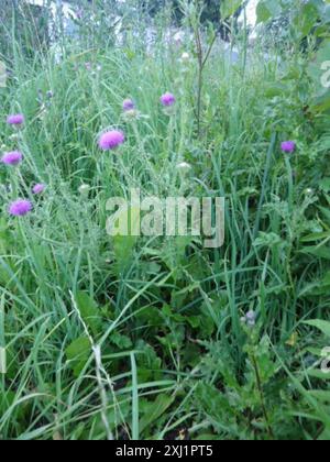 Broad-winged Thistle (Carduus acanthoides) Plantae Stock Photo - Alamy