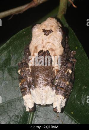 Dotted Bubble-nest Frog (Theloderma albopunctatum) Amphibia Stock Photo ...