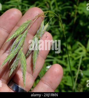 Prairie Brome (Bromus kalmii) Plantae Stock Photo - Alamy