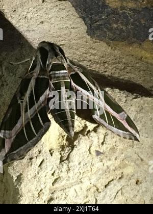 Vine Sphinx (Eumorpha vitis) Insecta Stock Photo - Alamy