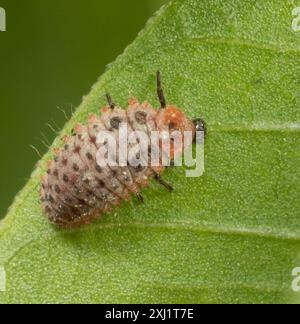 Vedalia Beetle (Novius cardinalis) Insecta Stock Photo - Alamy