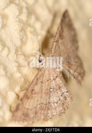 Dwarf Tawny Wave (Cyclophora nanaria) Insecta Stock Photo - Alamy