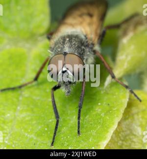 Stiletto Flies (Therevidae) Insecta Stock Photo - Alamy