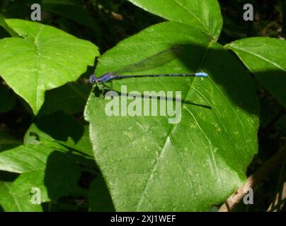 Springwater Dancer (Argia funebris) Insecta Stock Photo - Alamy