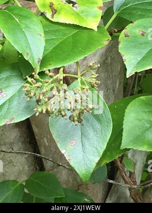 woodvamp (Hydrangea barbara) Plantae Stock Photo - Alamy