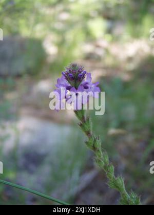 western vervain (Verbena lasiostachys) Plantae Stock Photo - Alamy