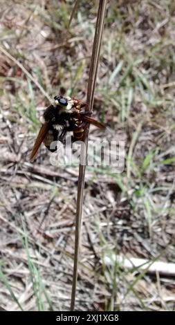 Southern Bee-Killer (Mallophora orcina) Insecta Stock Photo - Alamy