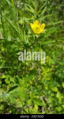 Yellow Avens (Geum aleppicum) Plantae Stock Photo - Alamy