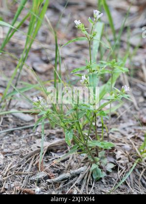 Summer Bluet (Houstonia purpurea purpurea) Plantae Stock Photo - Alamy