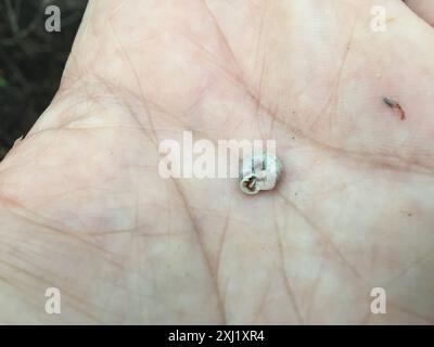 Texas Liptooth (Linisa texasiana) Mollusca Stock Photo - Alamy