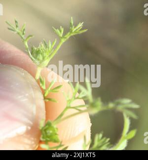 common soliva (Soliva sessilis) Plantae Stock Photo - Alamy