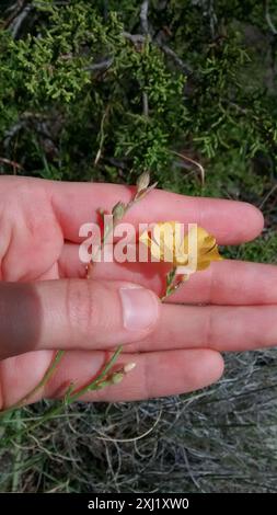 Yellow Flax (Linum rigidum) Plantae Stock Photo - Alamy