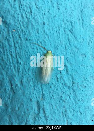 Banana Cockroach (Panchlora nivea) Insecta Stock Photo - Alamy