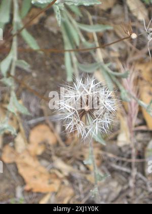 silverpuffs (Uropappus lindleyi) Plantae Stock Photo - Alamy