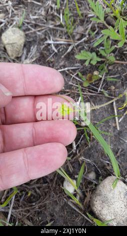 Early Buttercup (Ranunculus fascicularis) Plantae Stock Photo - Alamy