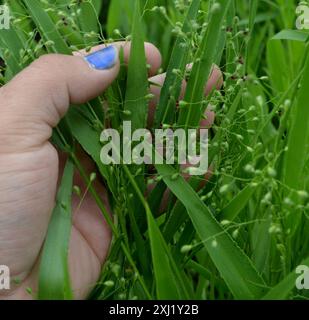 Scribner's Panicgrass (Dichanthelium scribnerianum) Plantae Stock Photo ...