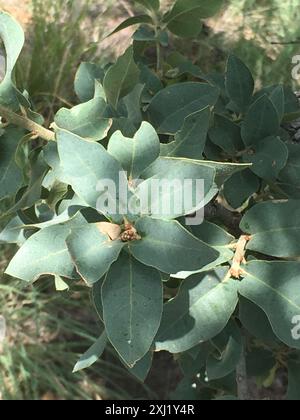 gray oak (Quercus grisea) Plantae Stock Photo - Alamy
