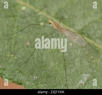 Limoniid Crane Flies (Limoniidae), Insecta, Ataahua, New Zealand Stock ...