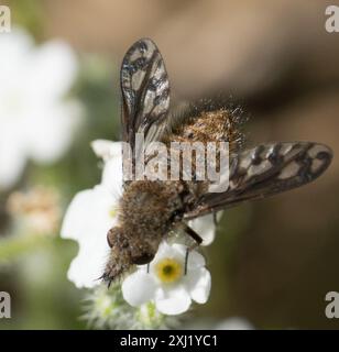 Cone-snout Bee Fly (Conophorus fenestratus) Insecta Stock Photo - Alamy