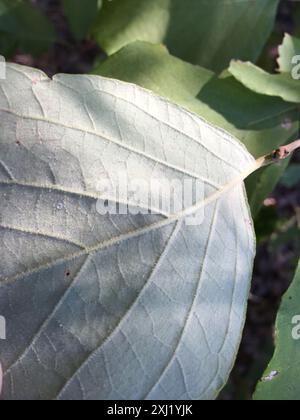 Bigleaf Snowbell (Styrax grandifolius) Plantae Stock Photo - Alamy