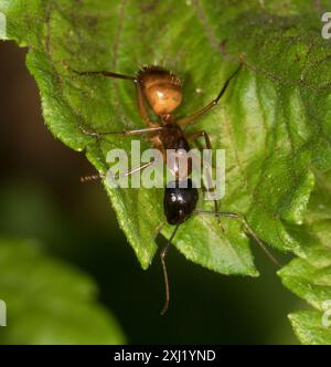 American Carpenter Ant (Camponotus americanus) Insecta Stock Photo - Alamy