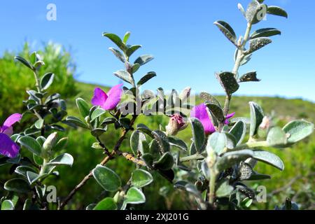 Hairy Capesweetpea (Podalyria burchellii) Plantae Stock Photo - Alamy