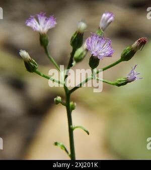 little ironweed (Cyanthillium cinereum) Plantae Stock Photo - Alamy
