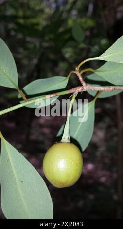 coca trees (Erythroxylum) Plantae Stock Photo - Alamy