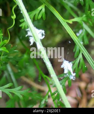 Flatid Planthoppers (Flatidae) Insecta Stock Photo - Alamy
