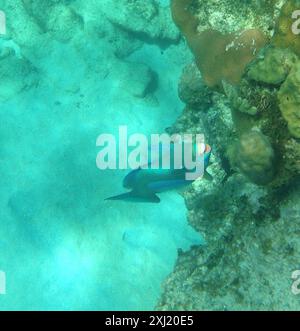Queen Parrotfish (Scarus vetula) Actinopterygii Stock Photo - Alamy