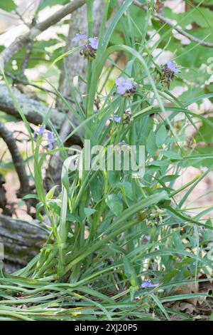 Zigzag Spiderwort (Tradescantia subaspera) Plantae Stock Photo - Alamy