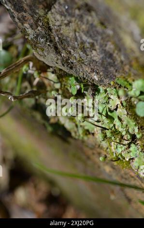 Hemisphaeric Liverwort (Reboulia hemisphaerica) Plantae Stock Photo - Alamy