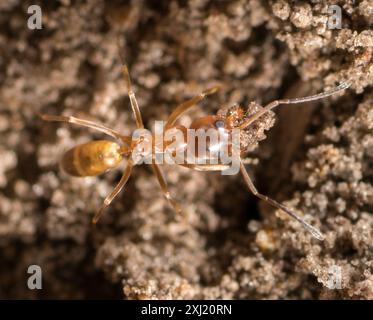Yellow Pyramid Ant (Dorymyrmex flavus) Insecta Stock Photo - Alamy