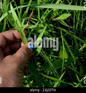 hairy rosette-panicgrass (Dichanthelium acuminatum) Plantae Stock Photo ...