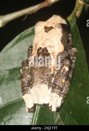 Dotted Bubble-nest Frog (Theloderma albopunctatum) Amphibia Stock Photo ...