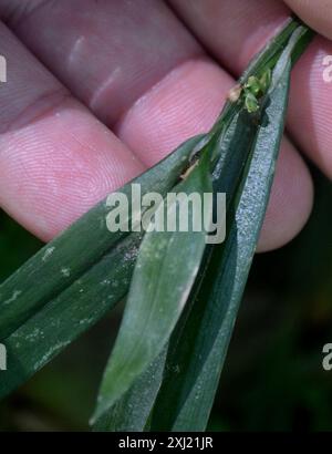 White Bear Sedge (Carex albursina) Plantae Stock Photo - Alamy