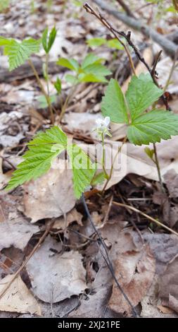 dwarf raspberry (Rubus pubescens) Plantae Stock Photo - Alamy