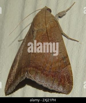 Castor Semi-looper (Achaea janata) Insecta Stock Photo - Alamy