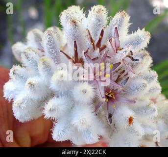 Lambstail (Lanaria lanata) Plantae Stock Photo - Alamy