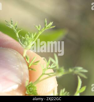 common soliva (Soliva sessilis) Plantae Stock Photo - Alamy