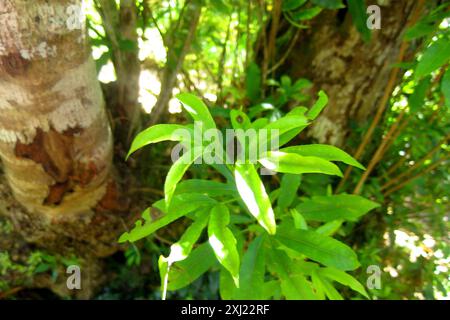 Witels (Platylophus trifoliatus) Plantae Stock Photo - Alamy