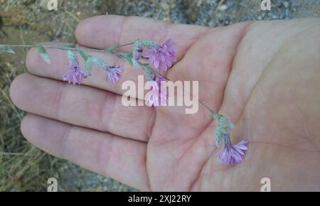 Sierra lessingia (Lessingia leptoclada) Plantae Stock Photo - Alamy