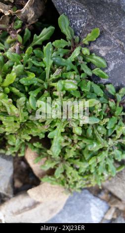 Shore Groundsel (Senecio lautus), Plantae, Chatham Islands, Rekohu ...