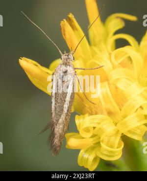 Flower Moths (Scythrididae) Insecta Stock Photo - Alamy