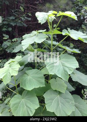 princess tree (Paulownia tomentosa) Plantae Stock Photo - Alamy