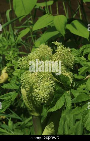 purple-stemmed angelica (Angelica atropurpurea) Plantae Stock Photo - Alamy