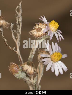 Del Mar Mesa Sandaster (Corethrogyne filaginifolia linifolia) Plantae ...