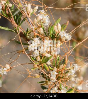 California dodder (Cuscuta californica) Plantae Stock Photo - Alamy