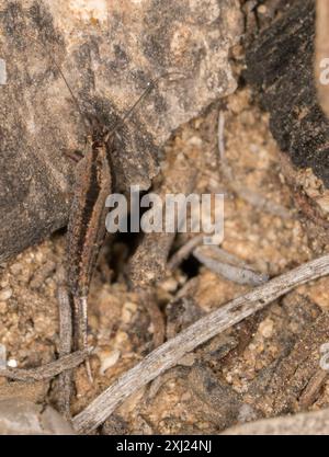 Bristletails (Archaeognatha) Insecta Stock Photo - Alamy